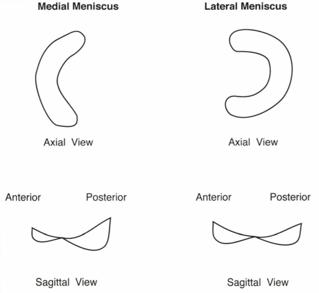 Lateral Meniscus - ProScan Education