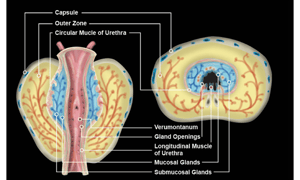 Prostate MRI Reference Guide - PI-RADS version 2