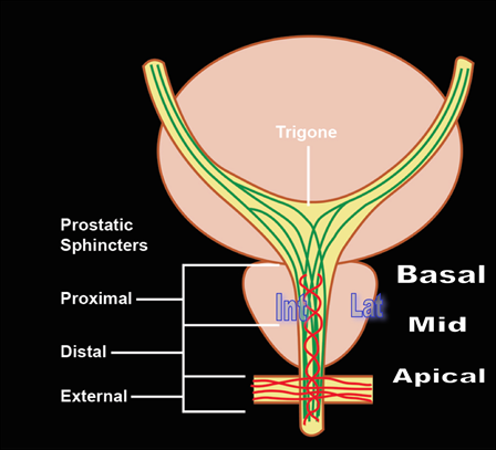 Prostate MRI Reference Guide - PI-RADS version 2